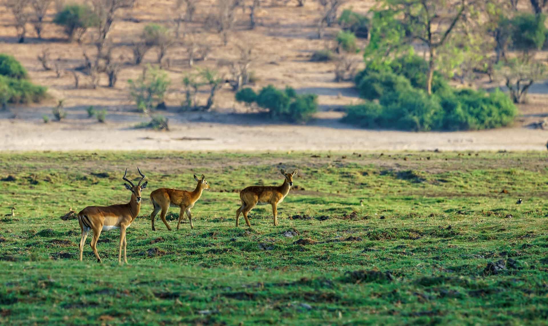 Dachigam National Park: A Wildlife Sanctuary in Kashmir