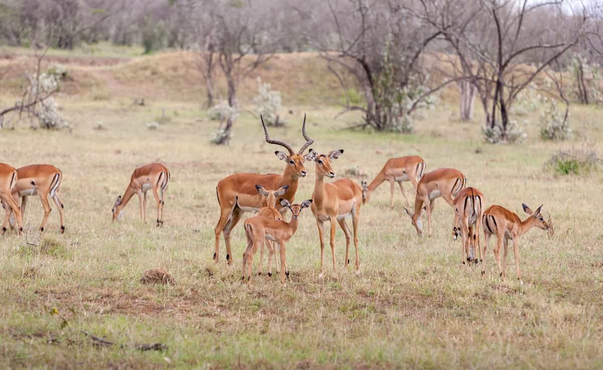 Exploring Deer Park in Delhi: A Tranquil Escape in the Heart of the City