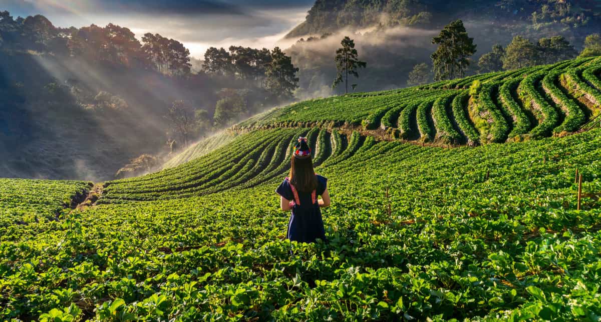 13 Things to Do in Munnar: Tea Gardens & Scenic Views