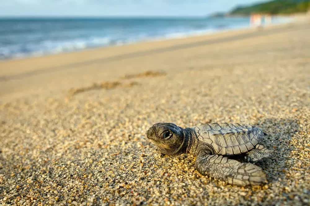 Velas Beach Travel Guide – Turtle Festival, Best Time & Things to Do